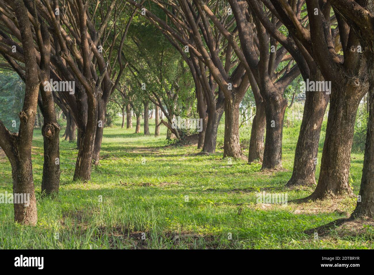 Samanea Saman Big Rain Tree High Resolution Stock Photography and ...