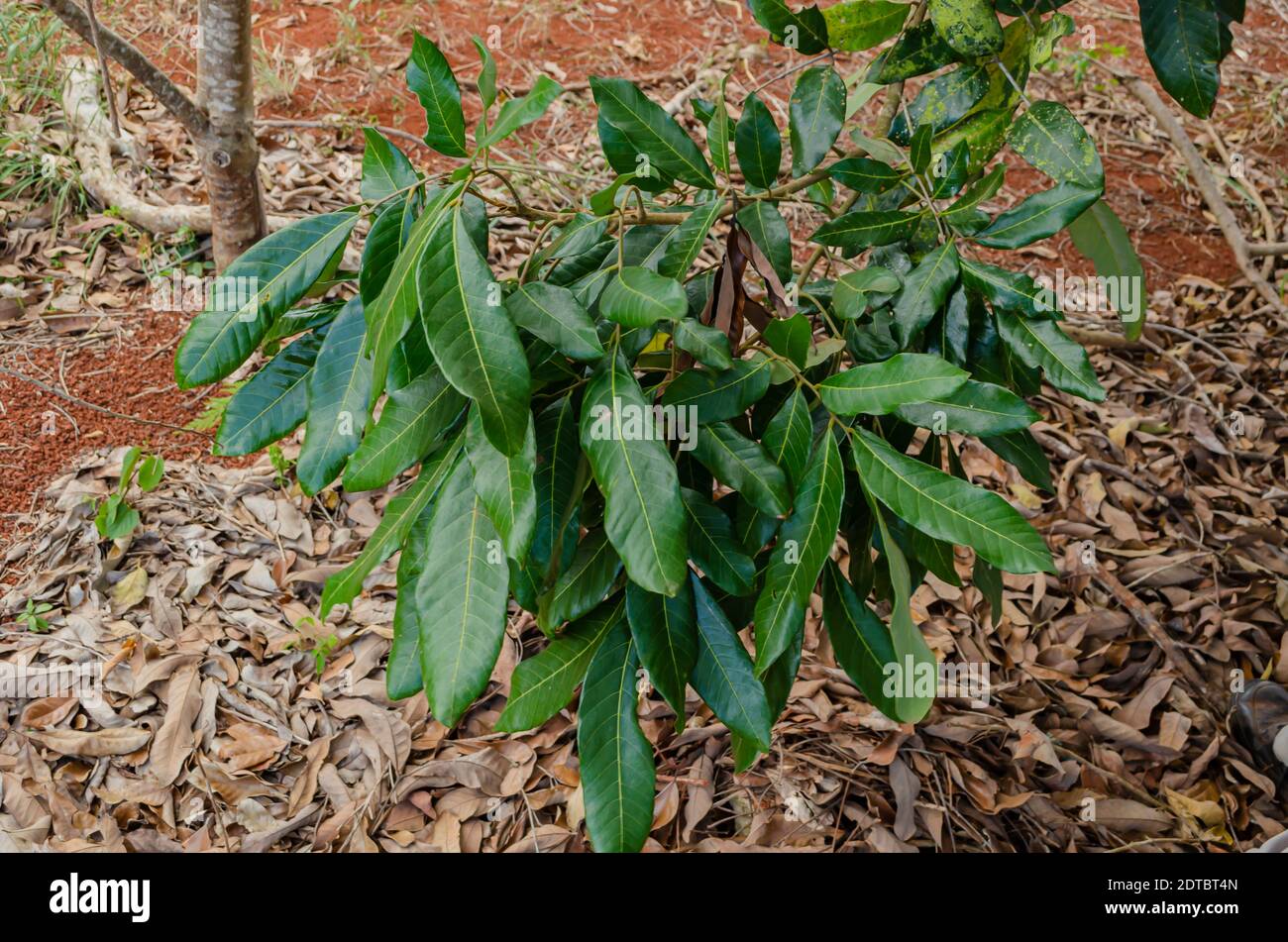 Litchi Tree Branch Stock Photo - Alamy