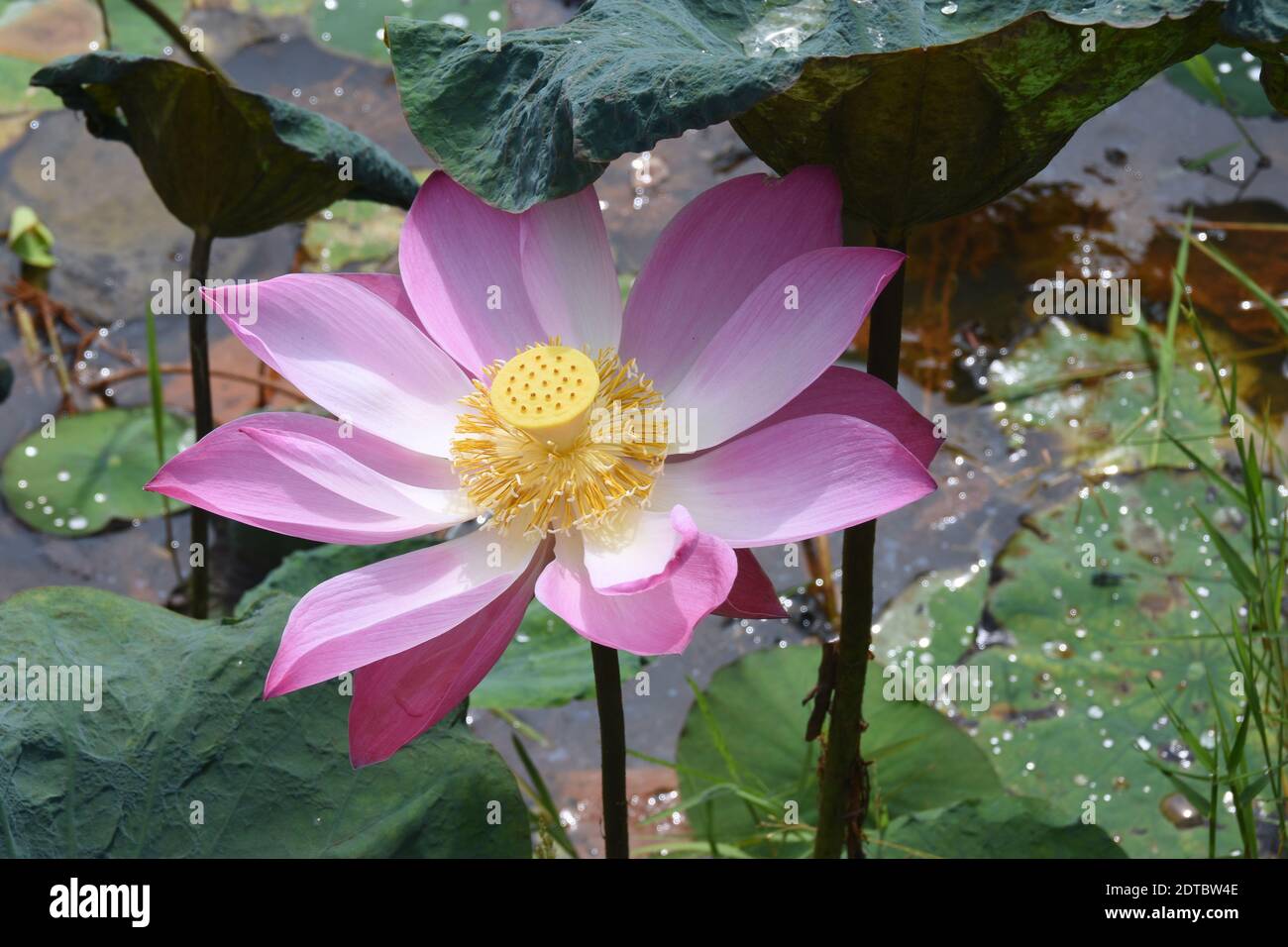 Pink water lily malaysia hi-res stock photography and images - Alamy