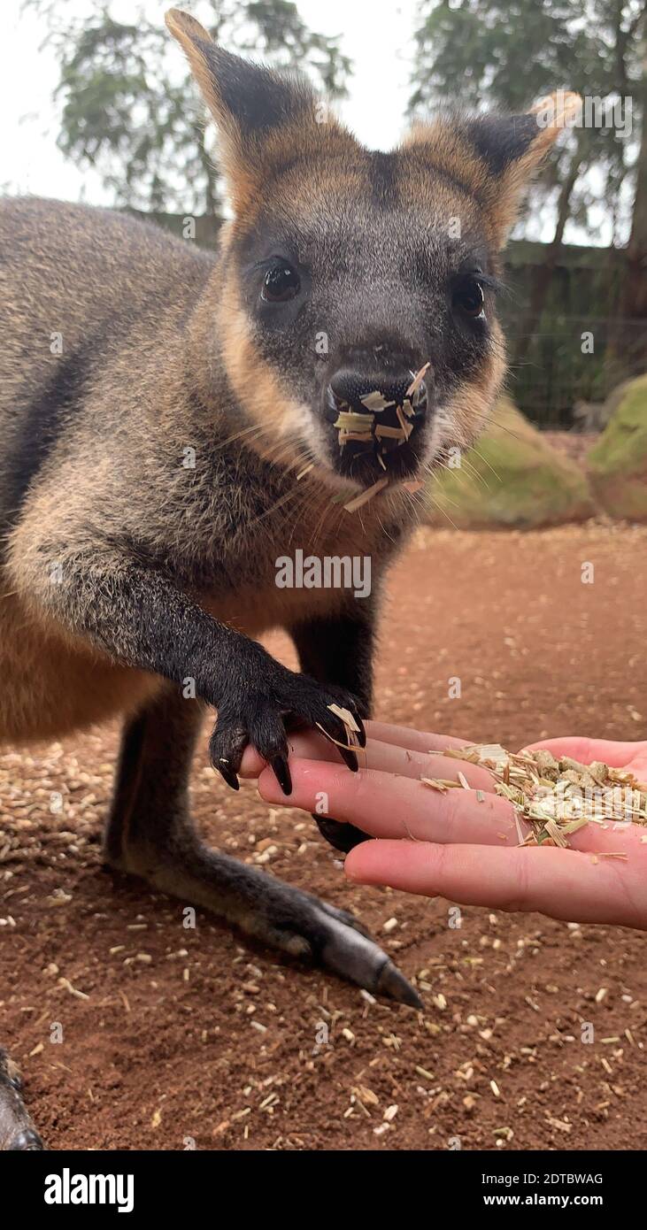 Kangaroo Hands High Resolution Stock Photography and Images - Alamy