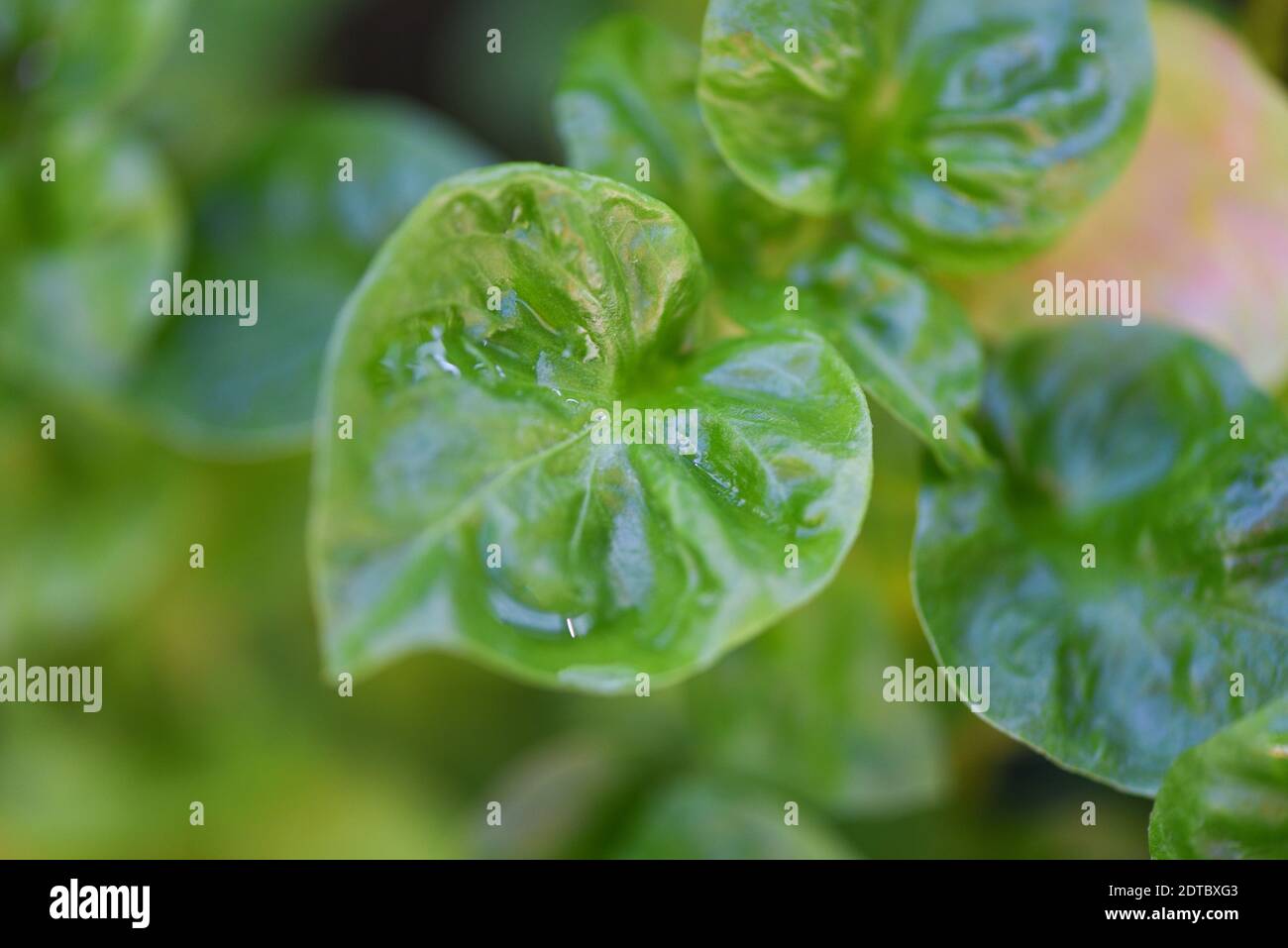 Watercress growing in the vegetable garden plant green leaf, Fresh ...