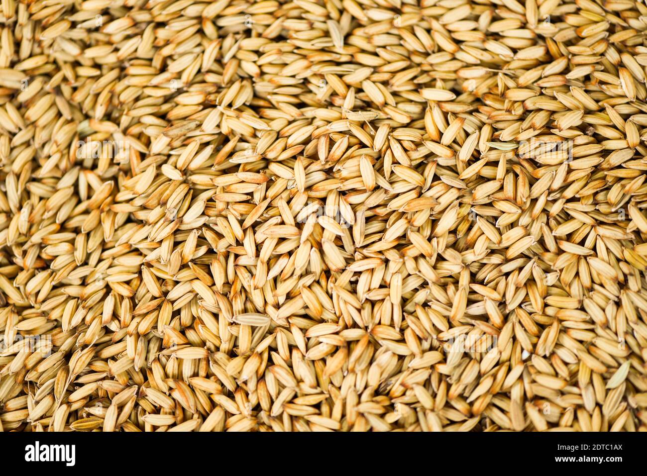 paddy rice texture background, dry seed rice organic paddy agricultural ...