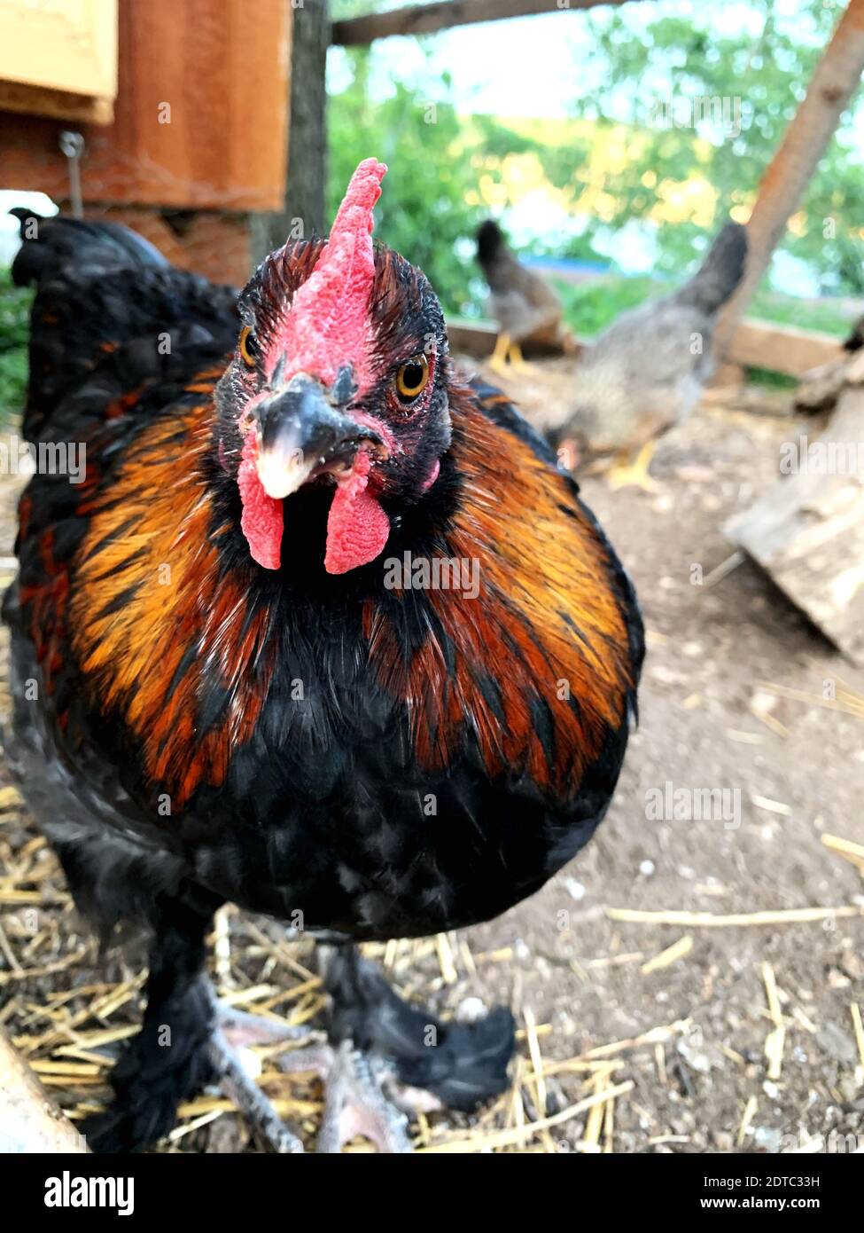 French black marans hi-res stock photography and images - Alamy