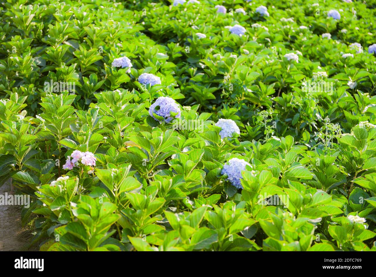 Hydrangea flowers field in the hydrangea garden beautiful flower bloom ...