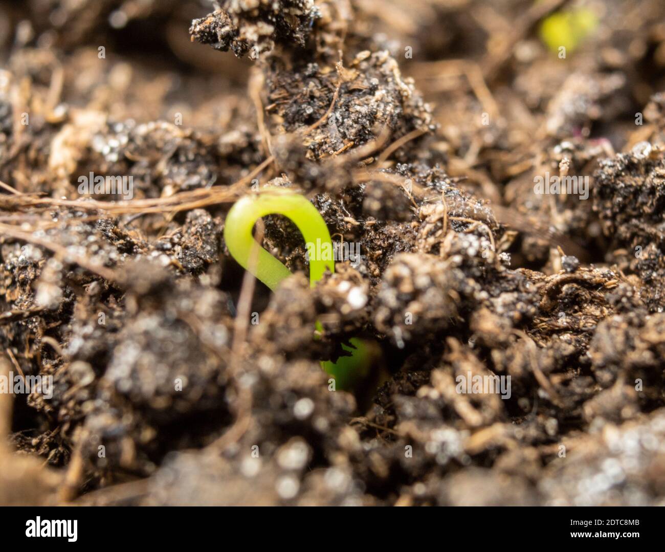 Sprouting grass seed hi-res stock photography and images - Alamy