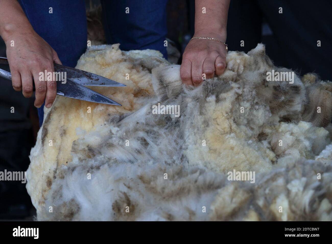 Farmer cutting wool hi-res stock photography and images - Alamy