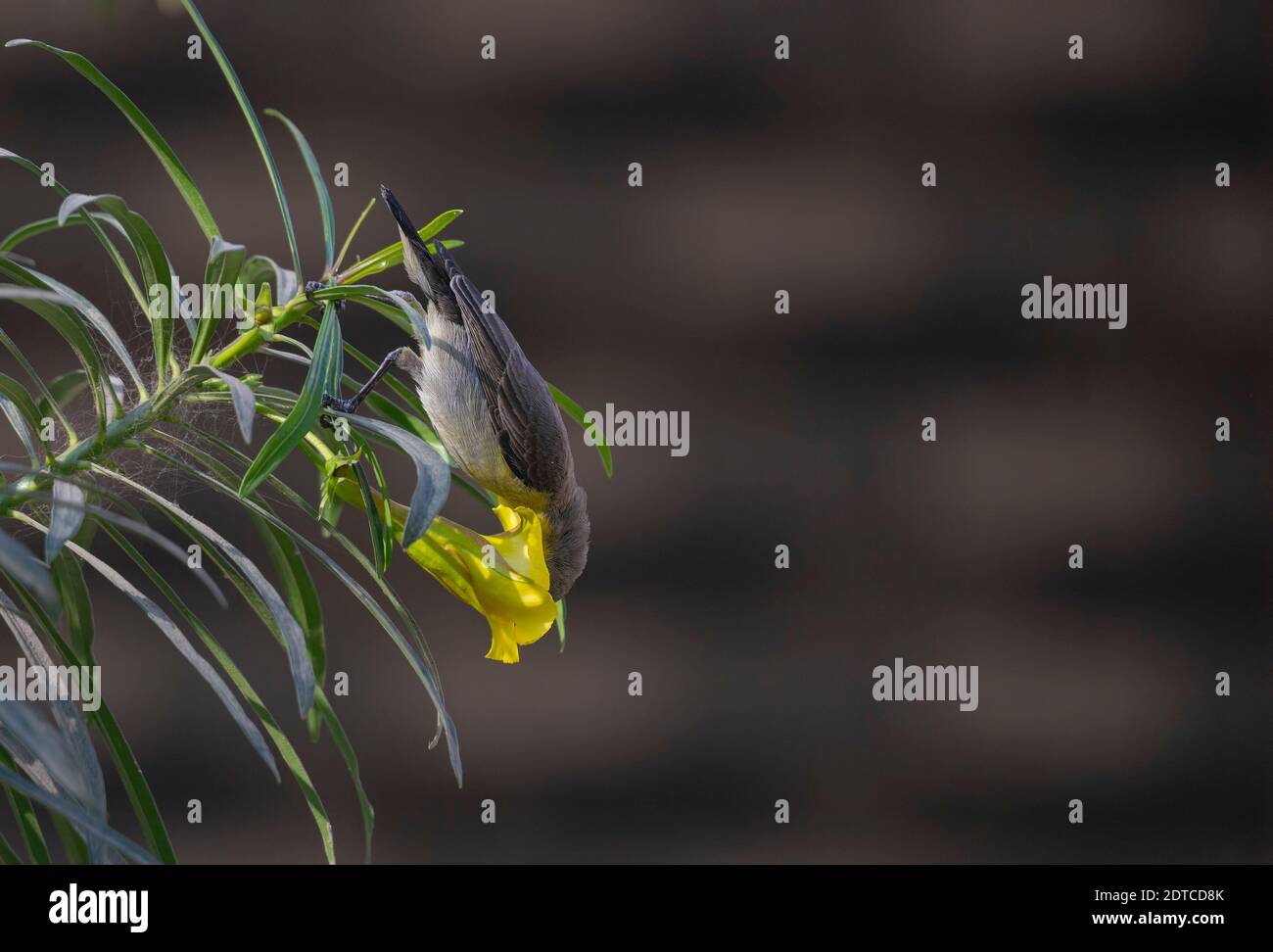 Female purple sunbird (Cinnyris asiaticus) at bopal Stock Photo - Alamy