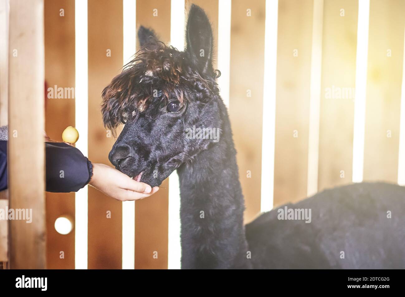 Alpaca on the farm. Alpaca feeding. Alpaca eats apples from hands Stock ...