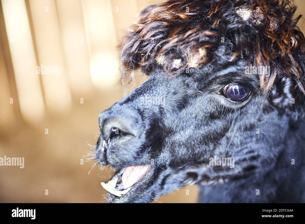 Alpaca on the farm. Alpaca feeding. Alpaca eats apples from hands ...