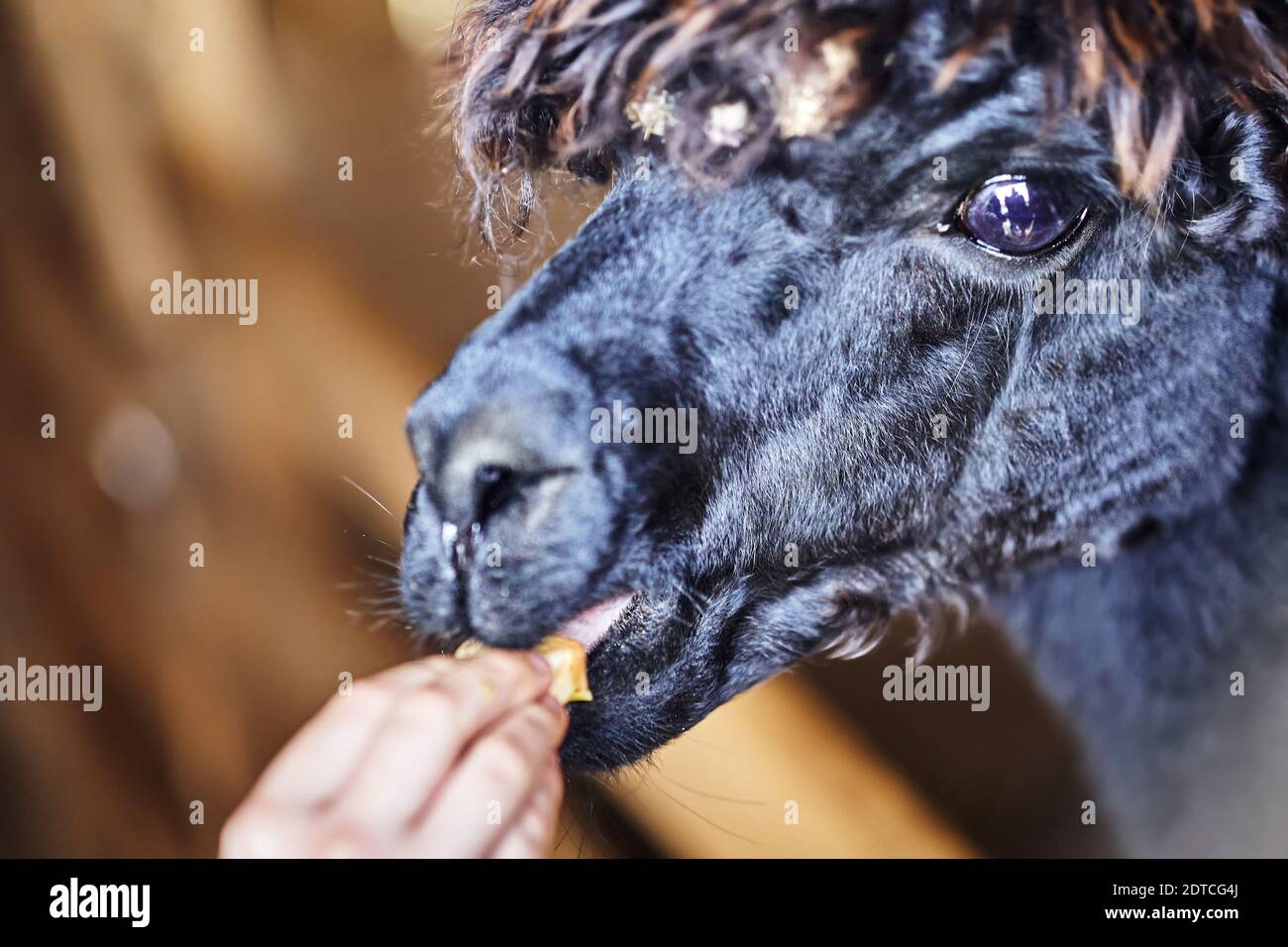 Alpaca on the farm. Alpaca feeding. Alpaca eats apples from hands ...