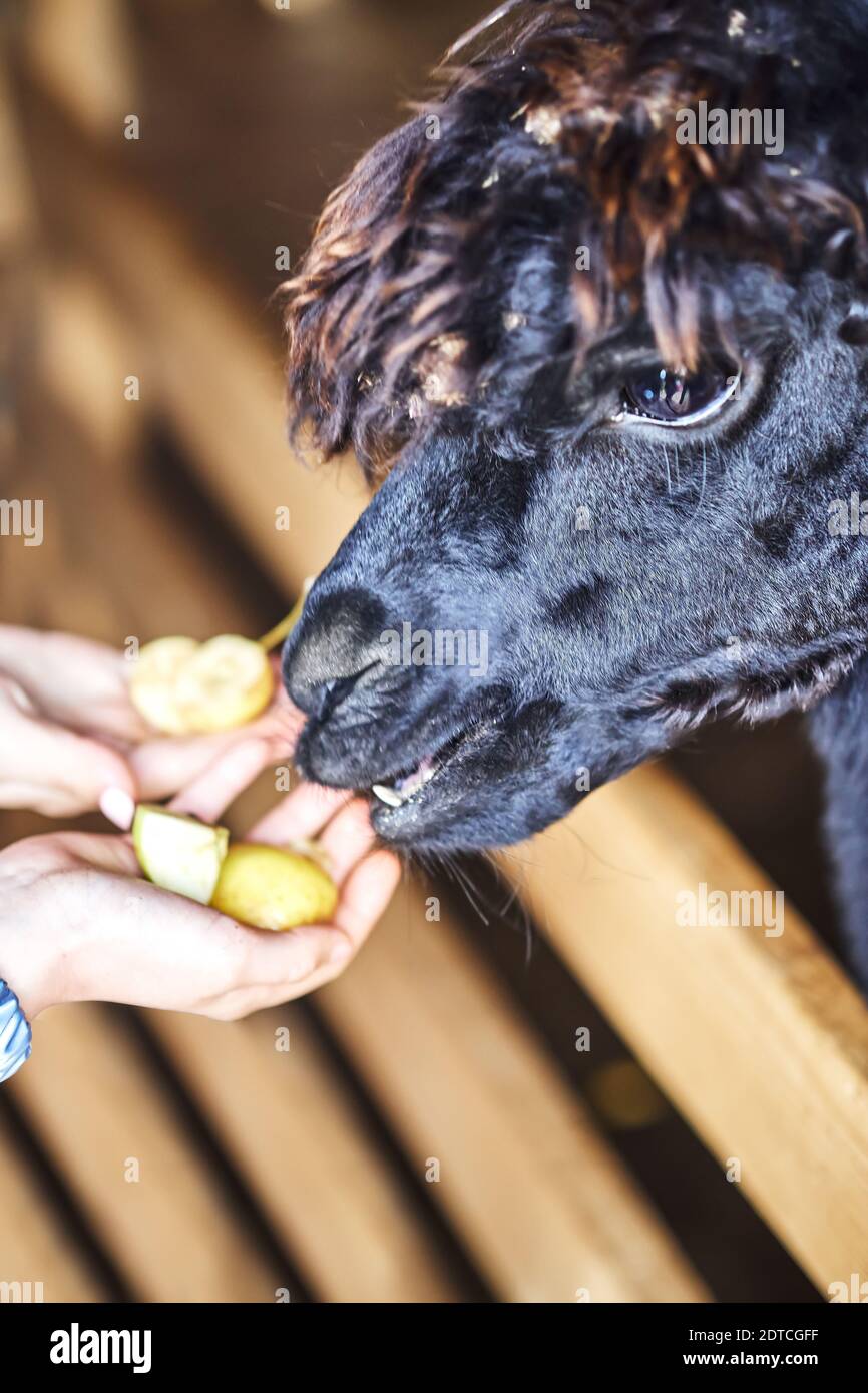 Alpaca on the farm. Alpaca feeding. Alpaca eats apples from hands ...