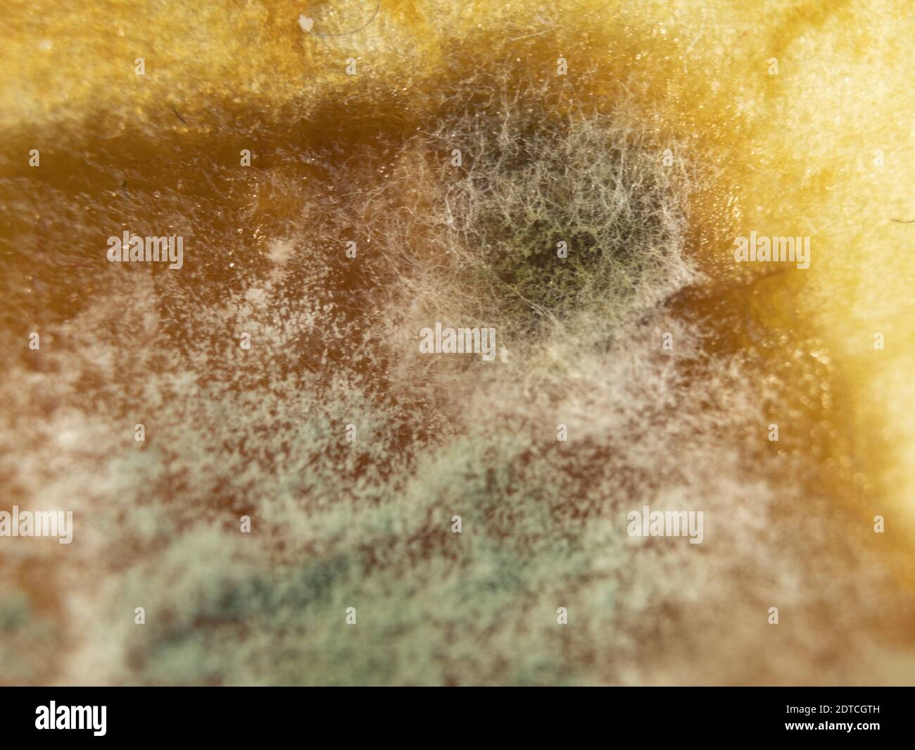 Moldy apple hi-res stock photography and images - Alamy