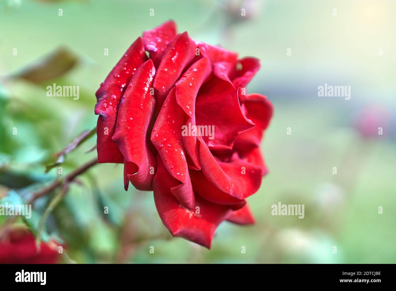 Red rose bush growing in garden. Closeup photo of beautiful red rose ...