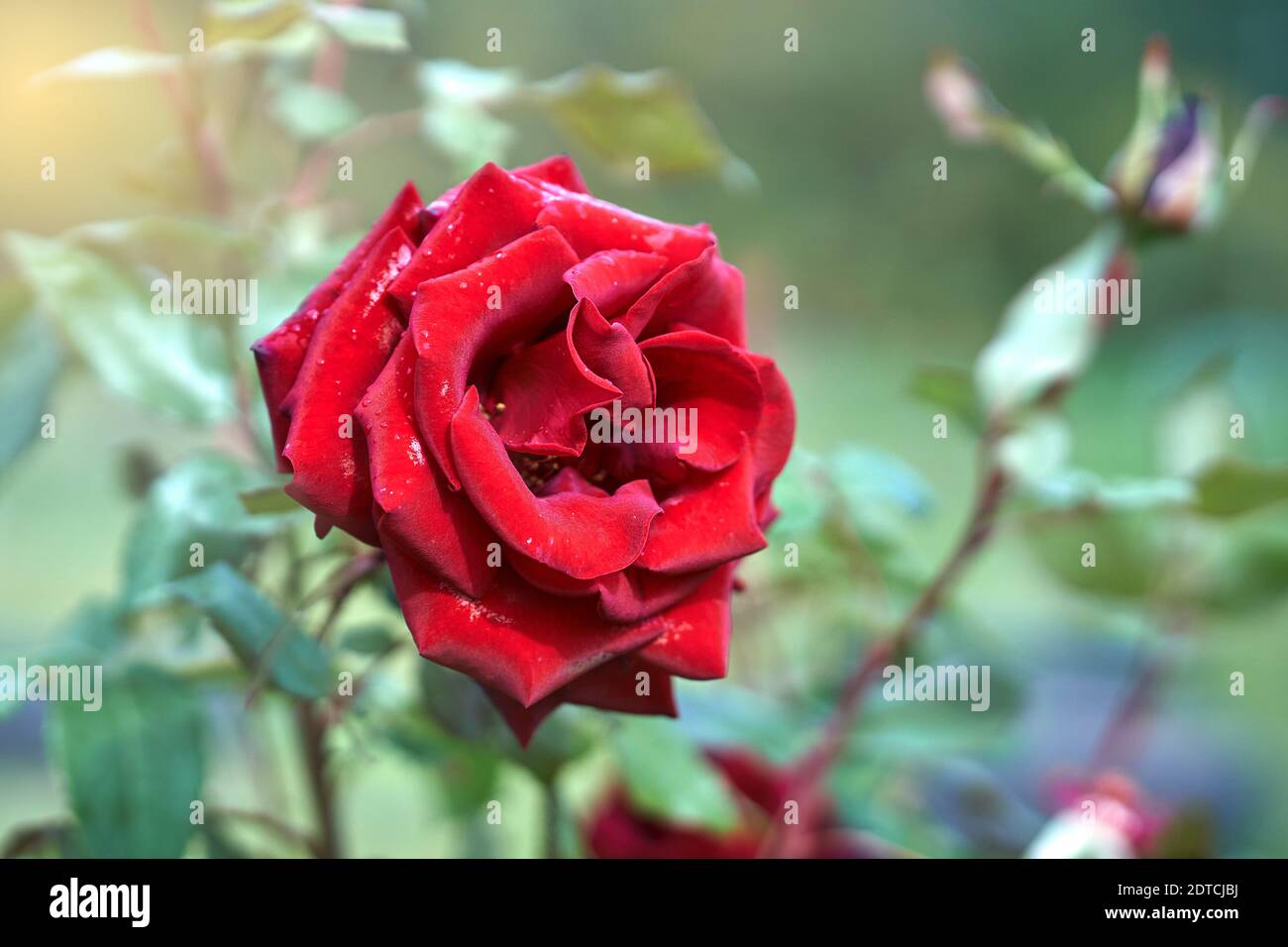Red rose bush growing in garden. Closeup photo of beautiful red rose ...