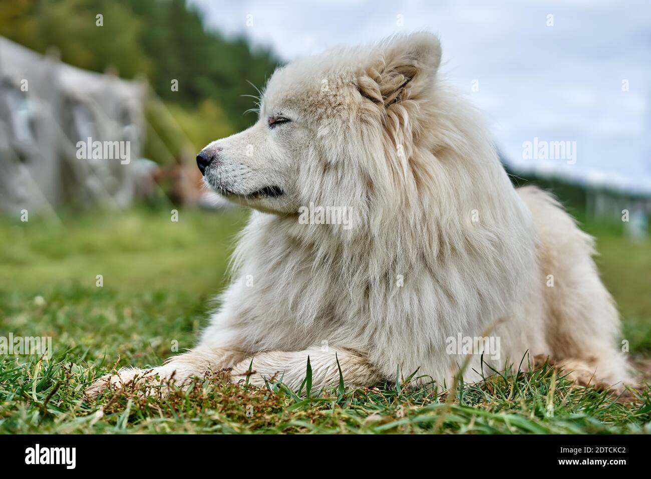 White dog. Senior dog. Long-haired white old dog lying on the grass ...