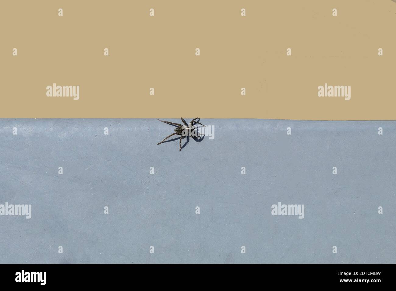 Old gray spider hi-res stock photography and images - Alamy