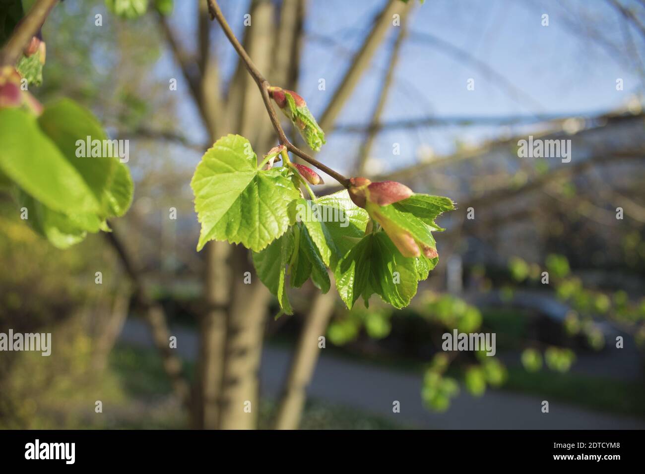 Young green shoots of a tree, closeup. Awakening of nature. Young ...