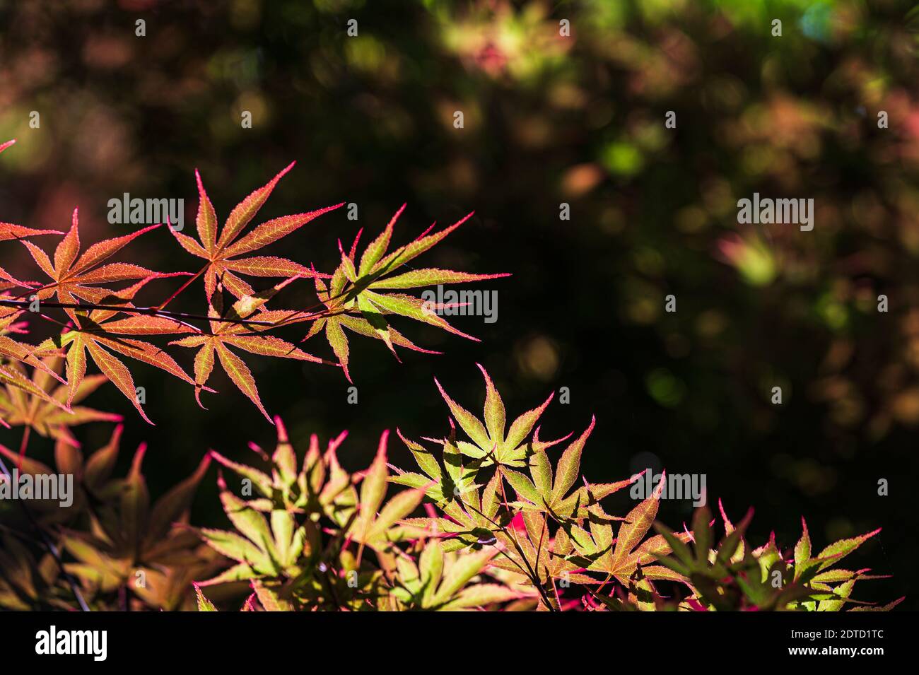 GROWTH - ENVIRONMENT - MAPLE TREE, LAWRENCEVILLE, GA, USA Stock Photo ...