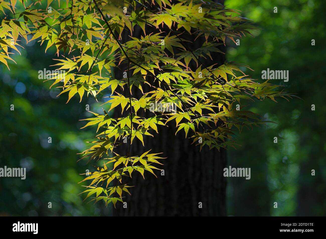 BEFORE THE CHANGE A JAPANESE MAPLE TREE, LAWRENCEVILLE, GA, USA Stock ...