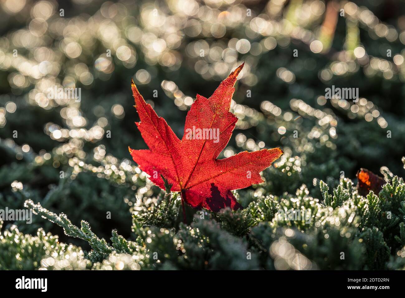BACKLITRED MAPLE LEAF IN MORNING DEW, LAWRENCEVILLE, GA, USA Stock ...
