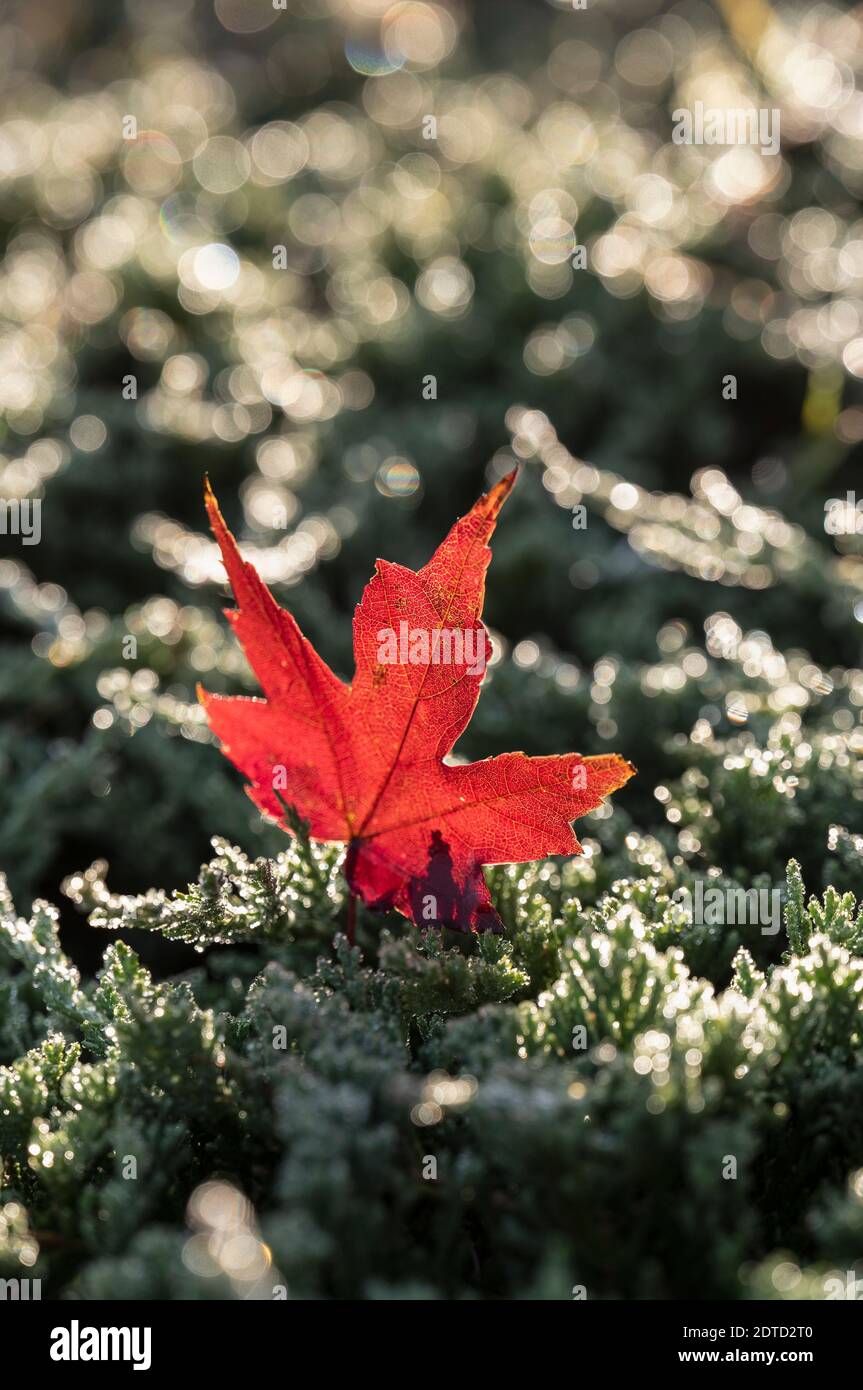 BACKLIT MAPLE LEAF IN MORNING DEW, LAWRENCEVILLE, GA, USA Stock Photo ...