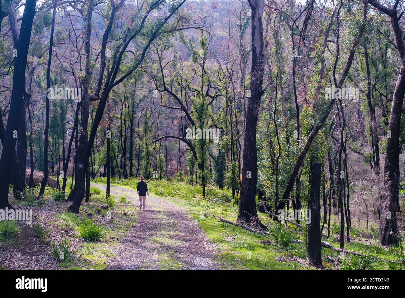 Australia, New South Whales, Dunn's Swamp, Woman hiking around Ganguddy ...
