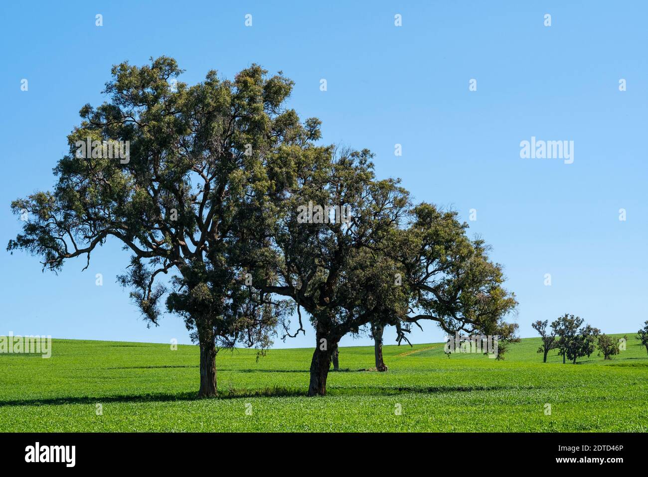 Australia, New South Whales, Trees under blue sky Stock Photo - Alamy