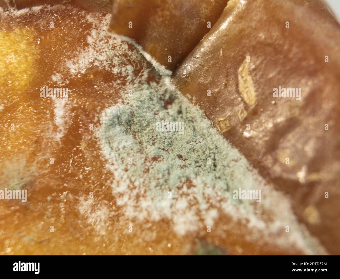 Close-up of growth mushrooms on a rotten apple. Rotten apple with mold ...