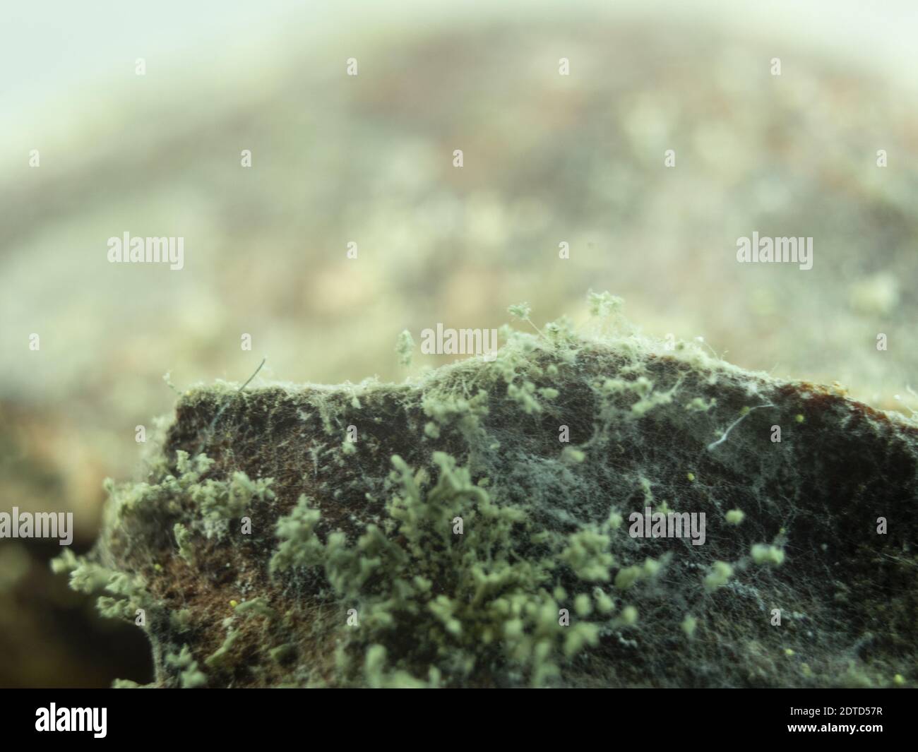 Live Rock Growth Identification