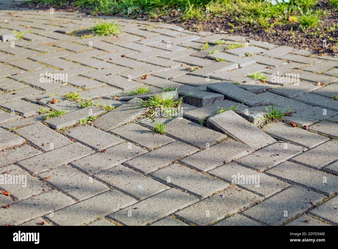 Pathway between roots hi-res stock photography and images - Alamy