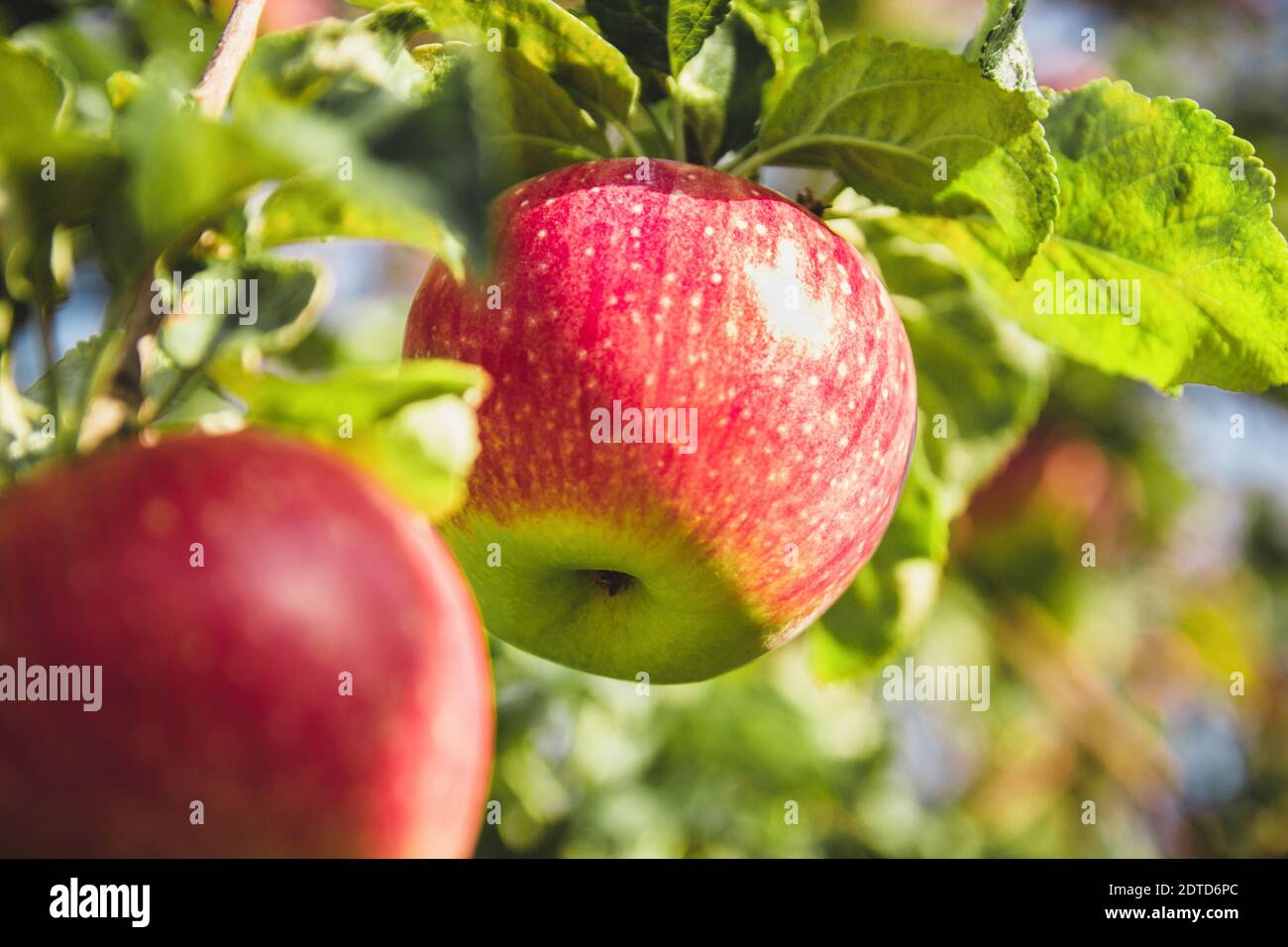 Big red apples close-up on a tree branch. Ripe fruits Stock Photo - Alamy