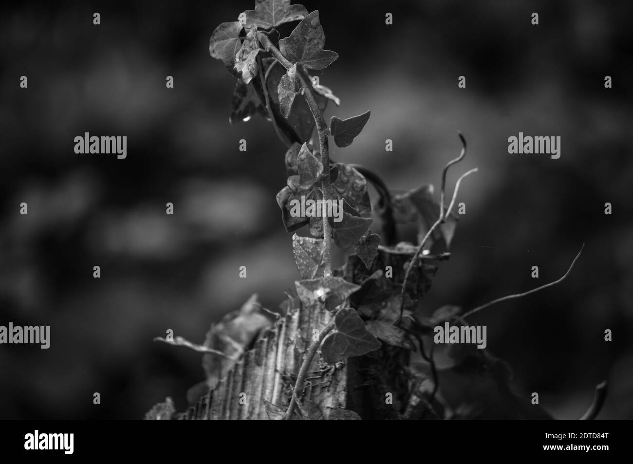 Dead ivy plant hi-res stock photography and images - Alamy