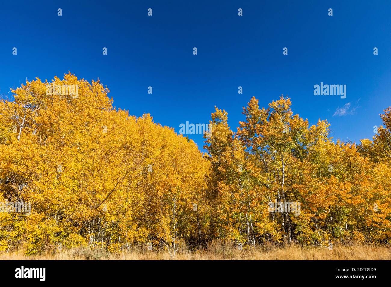 Yellow aspen trees hi-res stock photography and images - Alamy