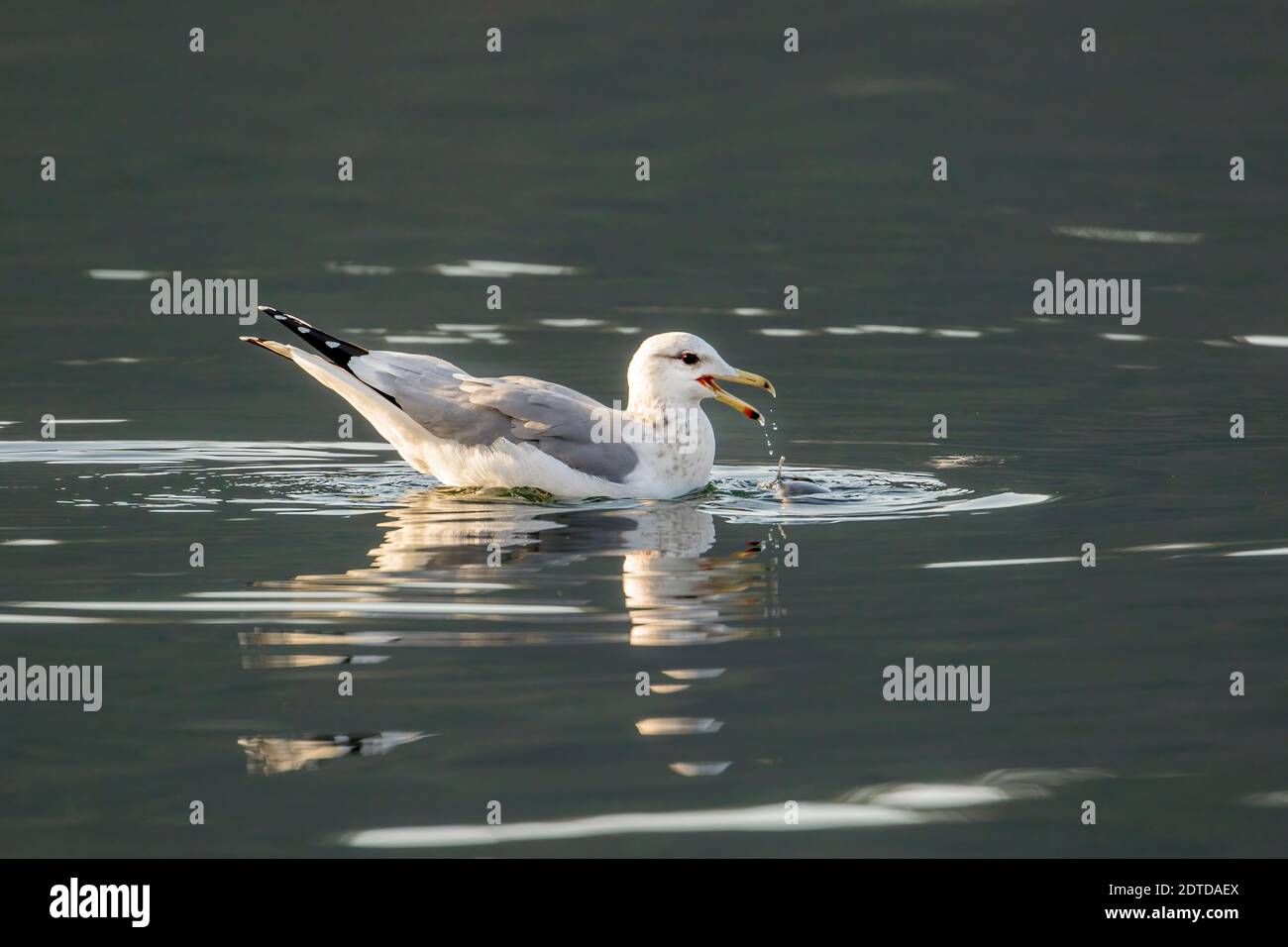 A seagull has water dripping from beak while it feeds on a fish on the ...