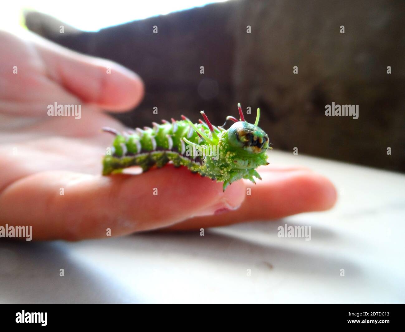 Hand holding caterpillar hi-res stock photography and images - Alamy