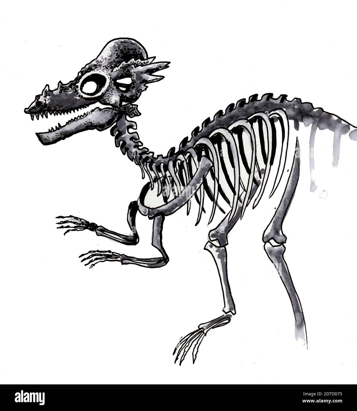 Extinct dinosaur skeleton. Ink and watercolor drawing Stock Photo - Alamy
