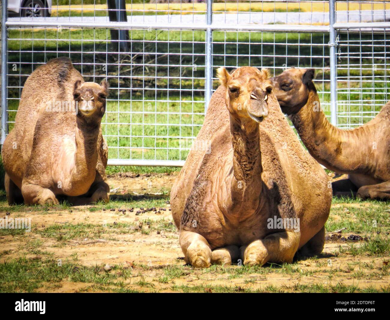 Camels in captivity hi-res stock photography and images - Alamy