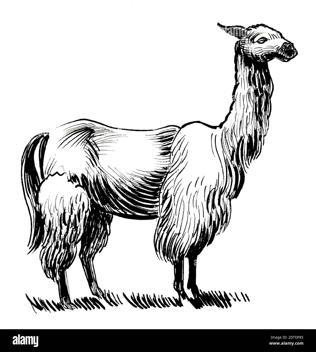 Standing llama animal. Ink black and white drawing Stock Photo - Alamy