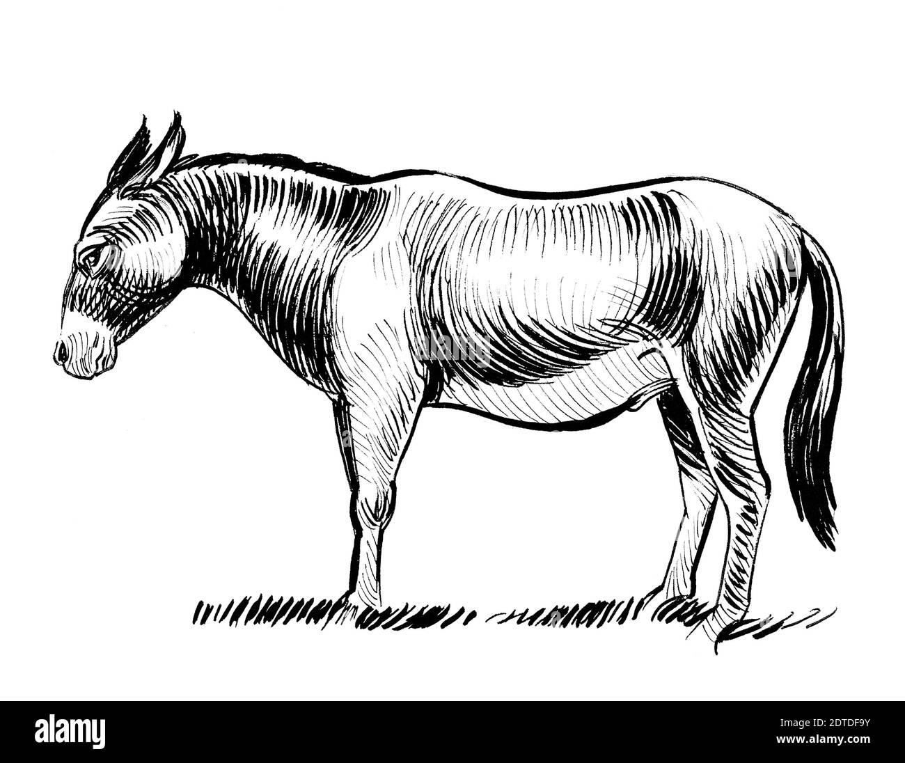 Standing mule animal. Ink black and white drawing Stock Photo - Alamy