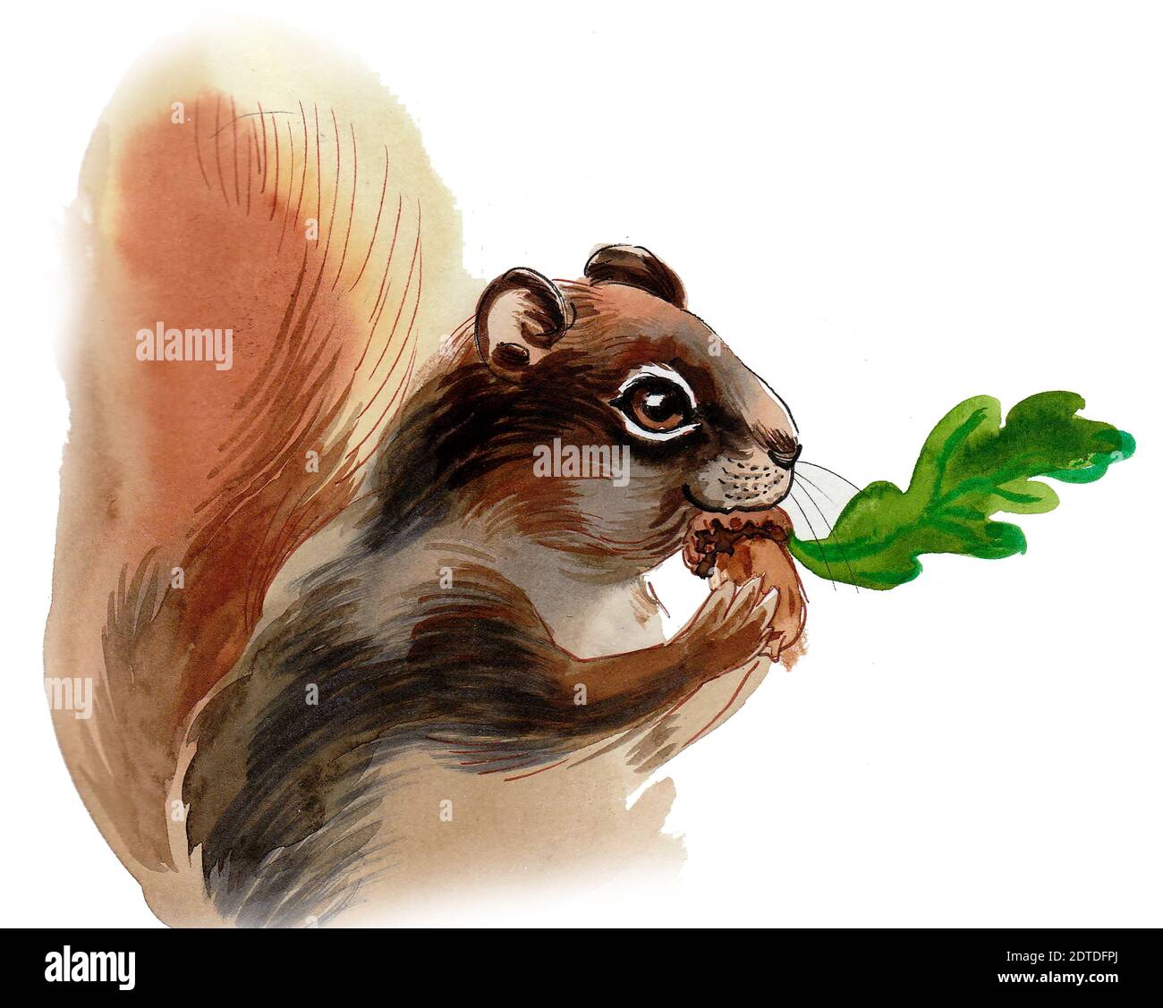 Squirrel animal eating an oak acorn. Ink and watercolor drawing Stock ...