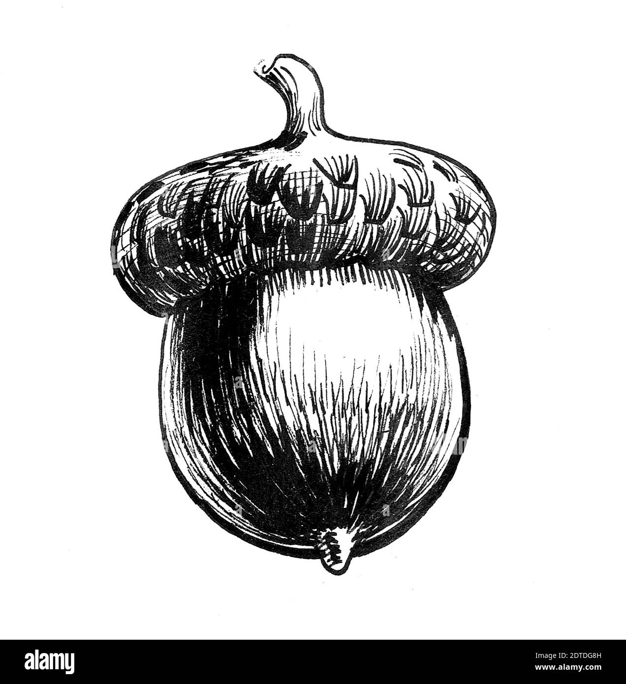 Oak acorn. Ink black and white drawing Stock Photo - Alamy