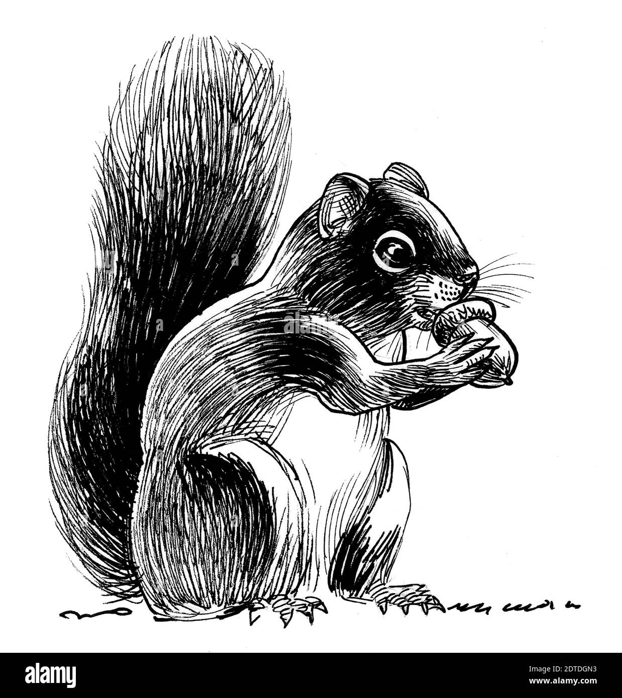 Squirrel eating oak acorn. Ink black and white drawing Stock Photo - Alamy