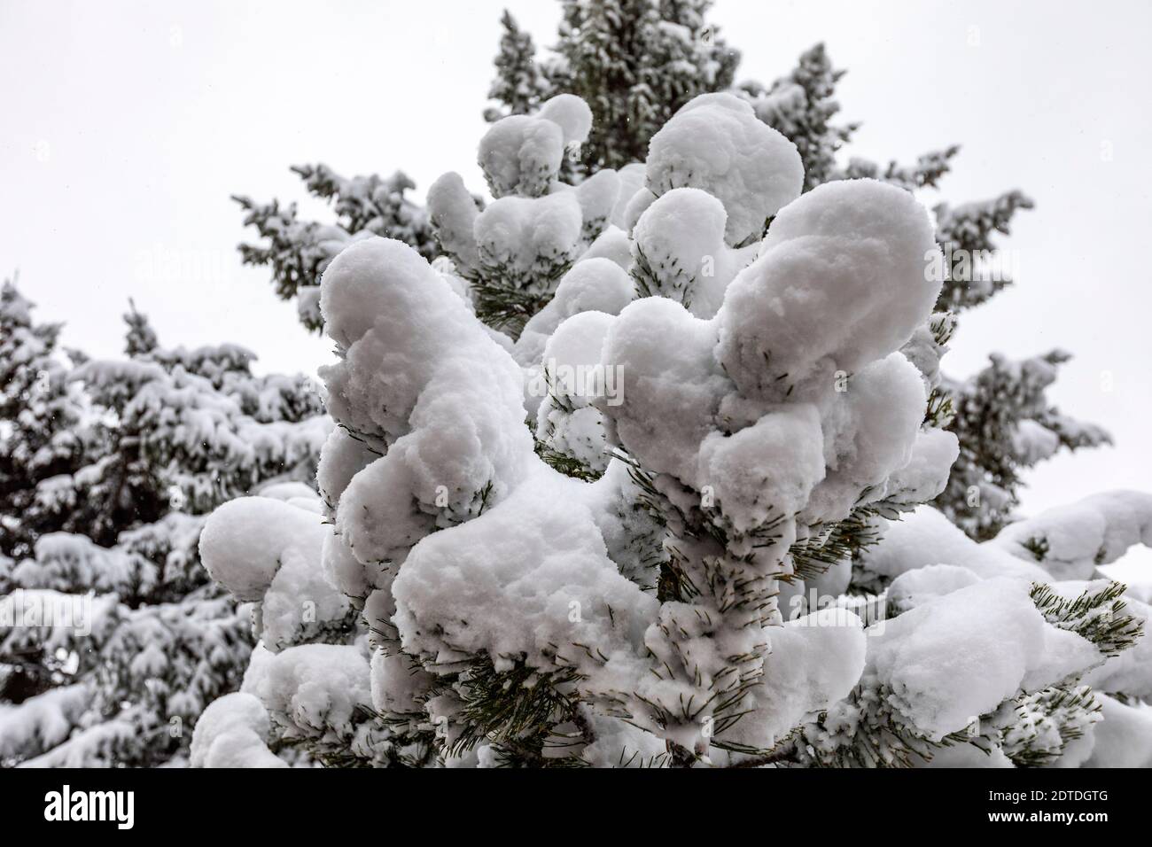 Pine tree covered in winter snow Stock Photo - Alamy