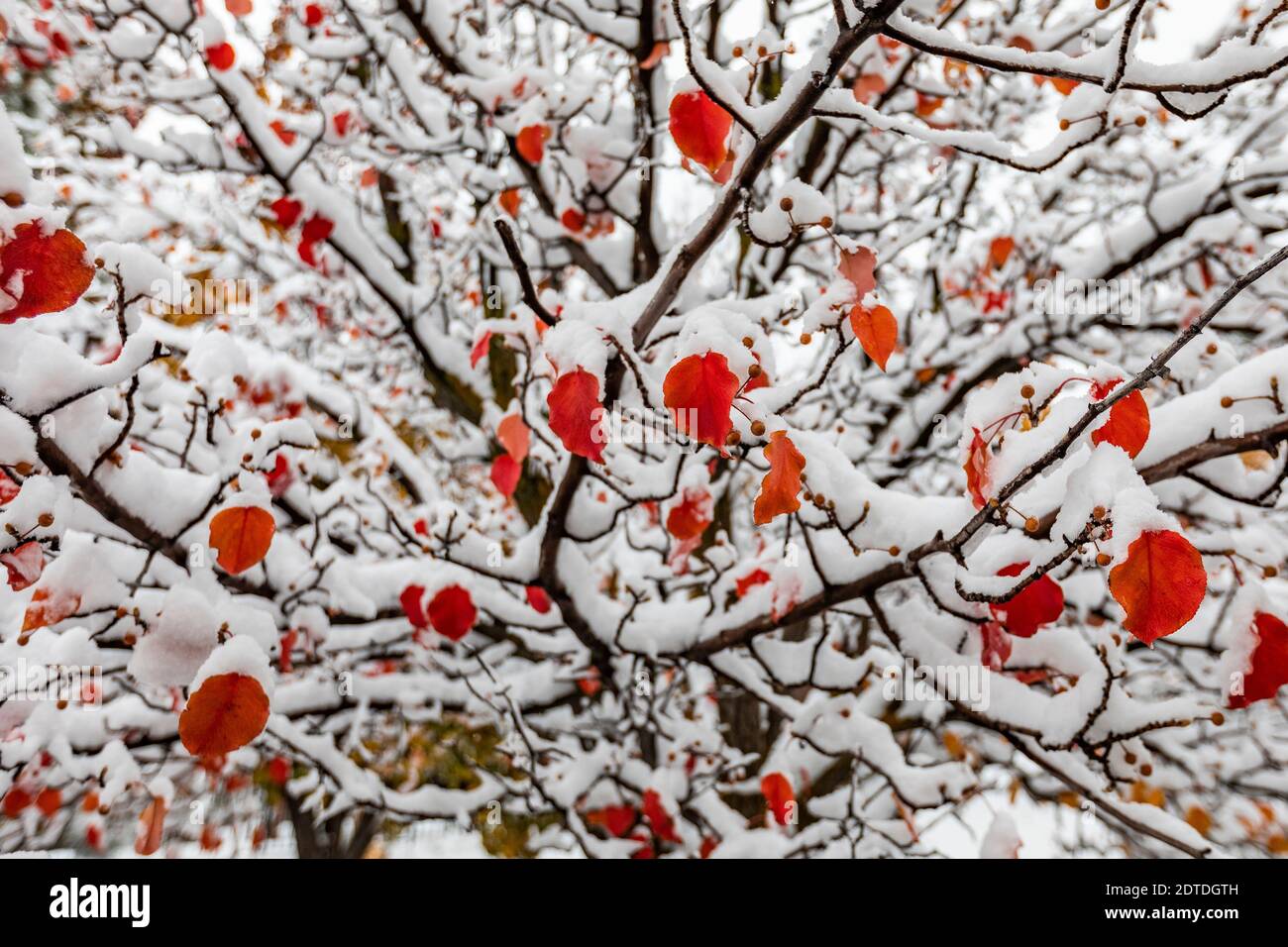 Snow on autumn leaves hi-res stock photography and images - Alamy