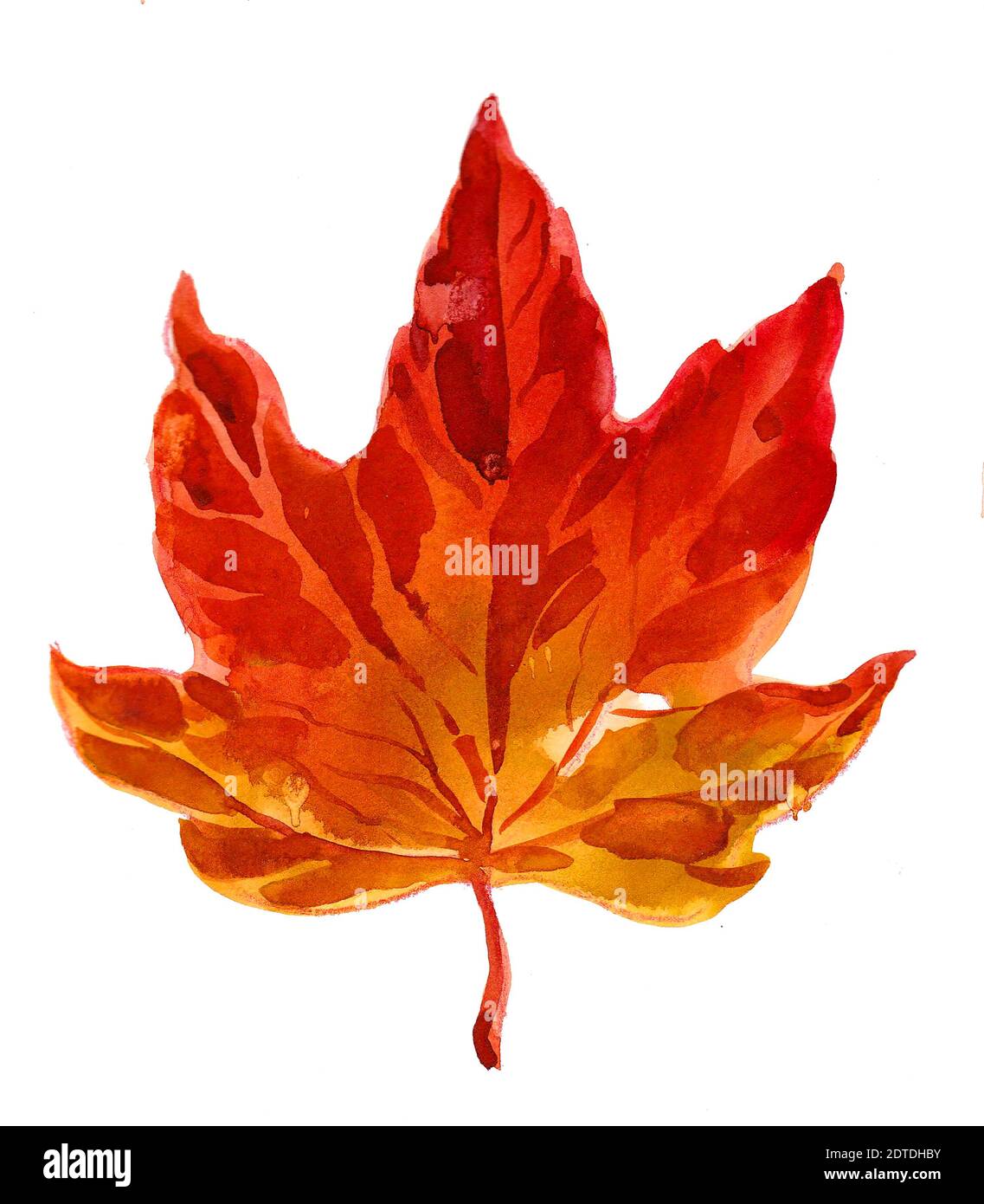 Red maple leaf. Watercolor painting Stock Photo - Alamy