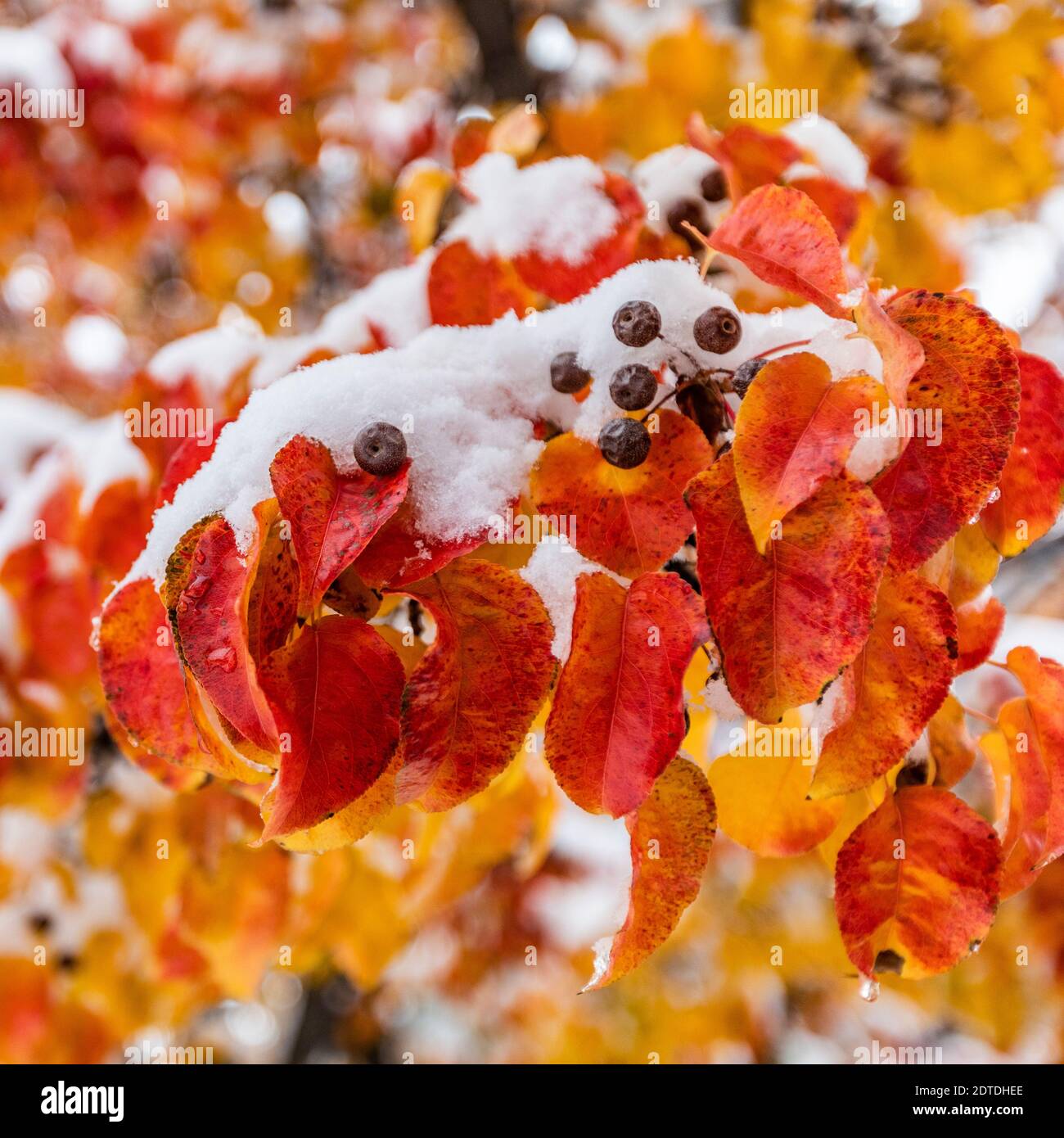 Snow covered branch leaves in hi-res stock photography and images - Alamy