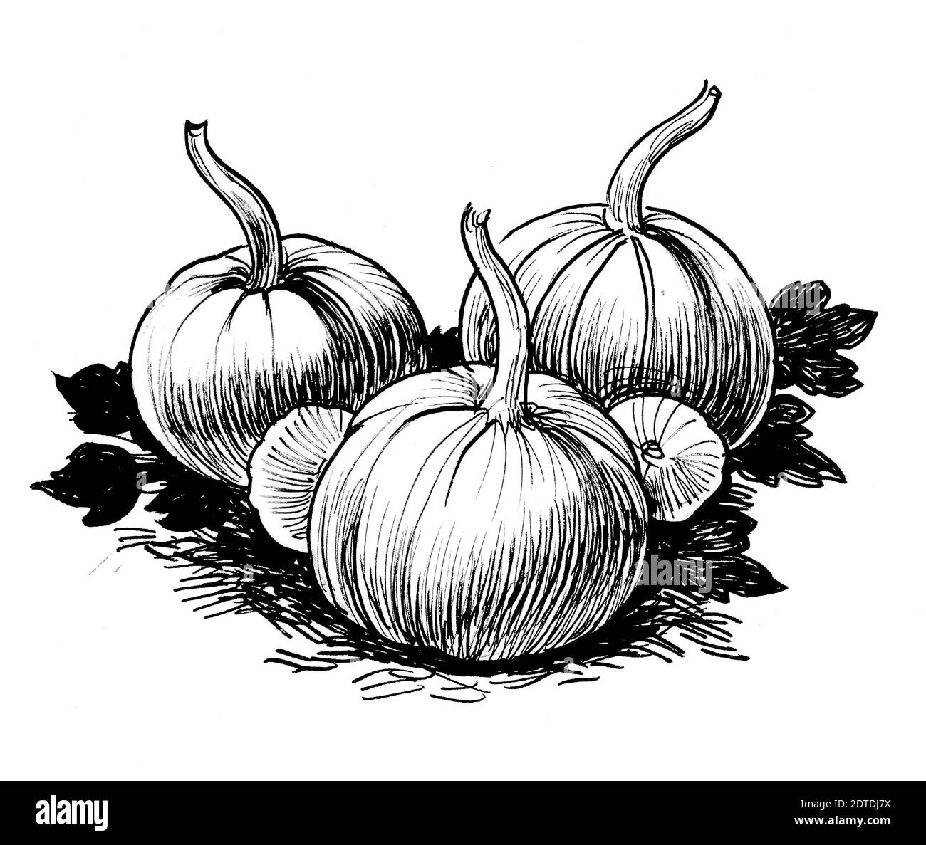 Bunch of pumpkins. Ink black and white drawing Stock Photo - Alamy
