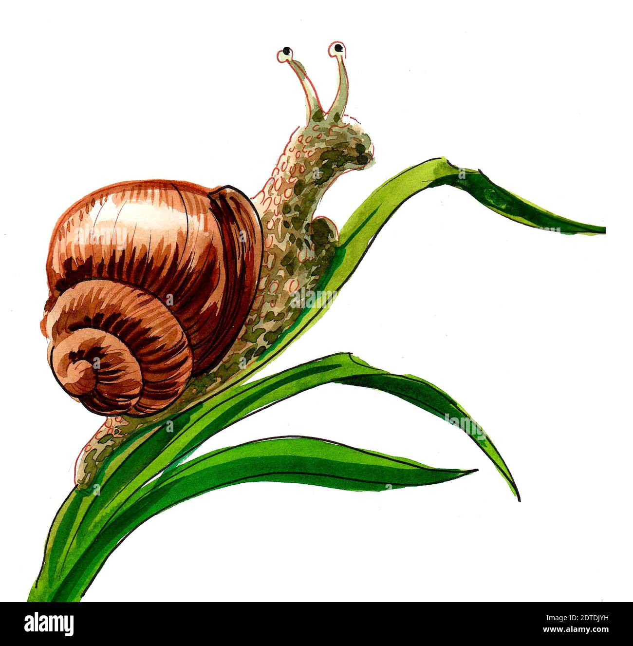 Snail on green grass. Ink and watercolor drawing Stock Photo - Alamy