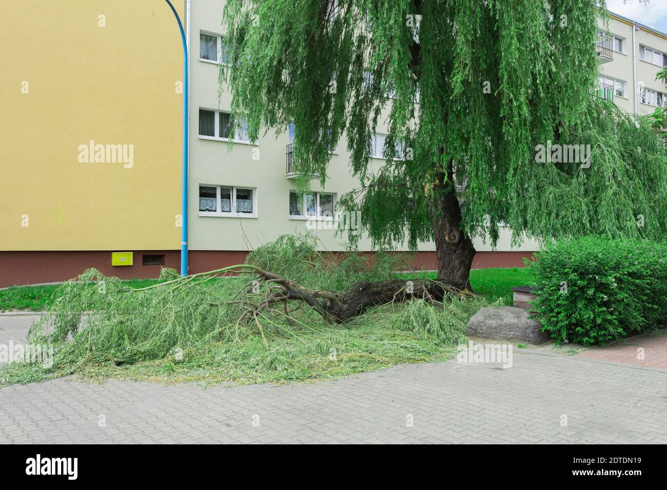 A large thick branch of a tree broke and fell. A tree branch broke ...