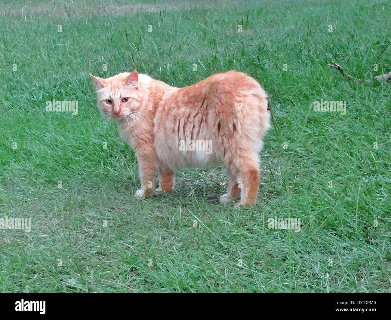 Bobtail cat hi-res stock photography and images - Alamy
